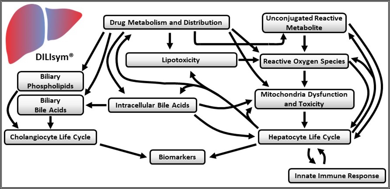DILIsym® - Drug-induced liver injury (DILI) modeling software