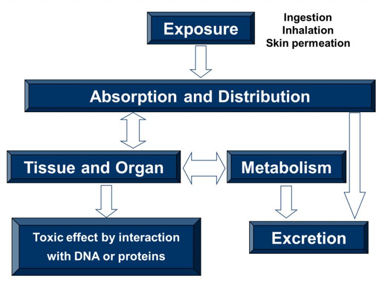 toxicity and exposure modeling | toxicokinetics | PBTK