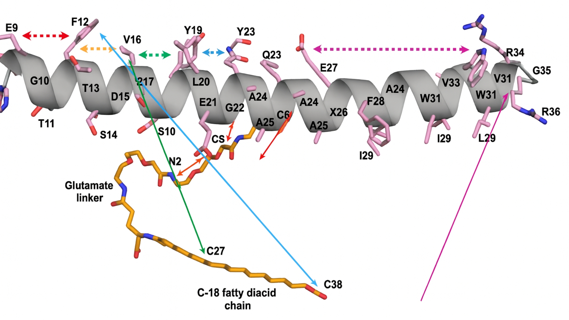 Oral Absorption of Semaglutide: Pharmacokinetic Modeling and Molecular ...