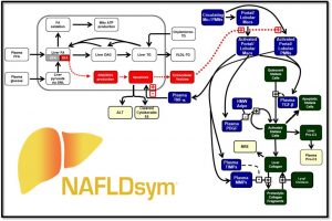 NAFLDsym® - Simulations Plus Nonalcoholic Fatty Liver Disease (NAFLD)