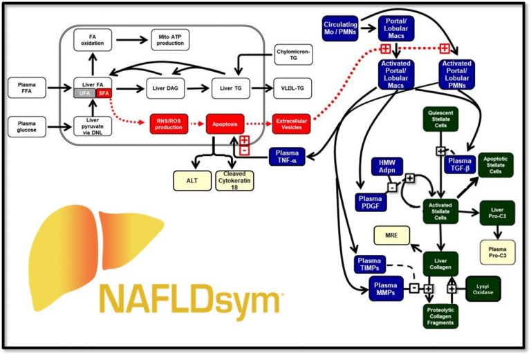 NAFLDsym® - Simulations Plus Nonalcoholic Fatty Liver Disease (NAFLD)